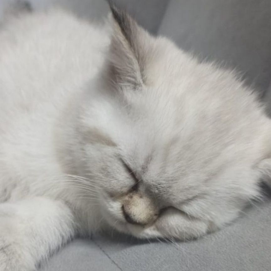 Шотландский вислоухий короткошёрстный котёнок