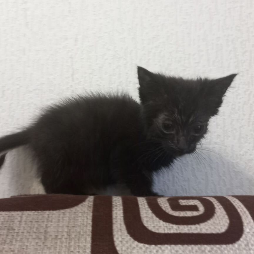 Кошечка возраст два месяца ищет дом