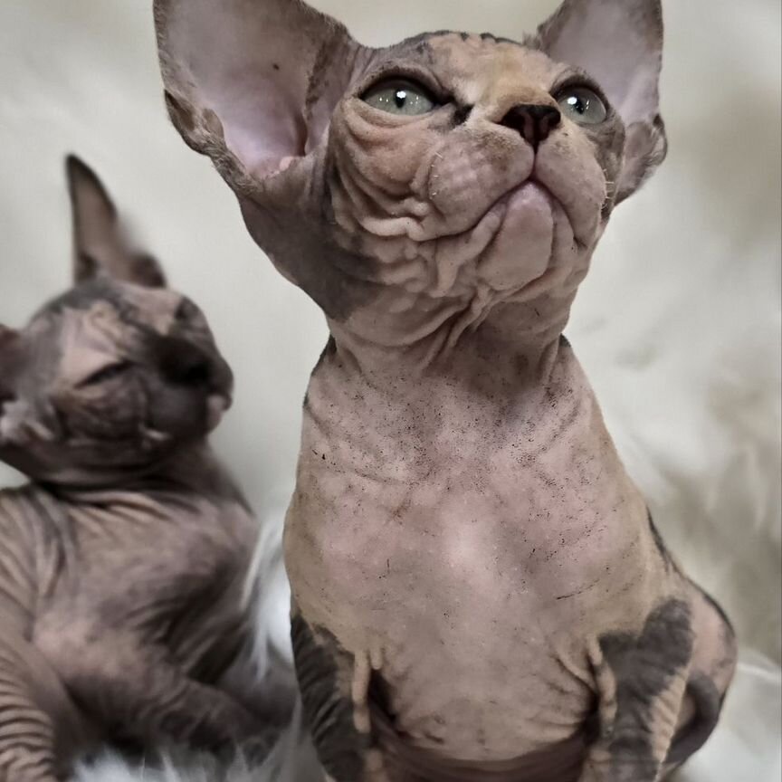 Канадский сфинкс