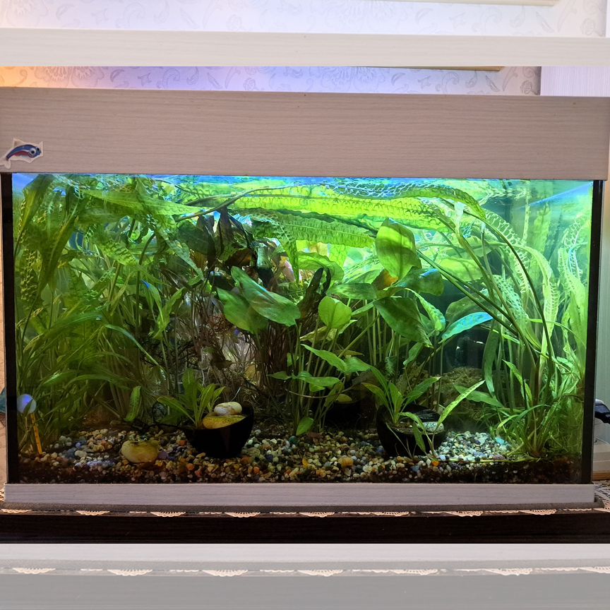 Аквариумные растения и аквариум
