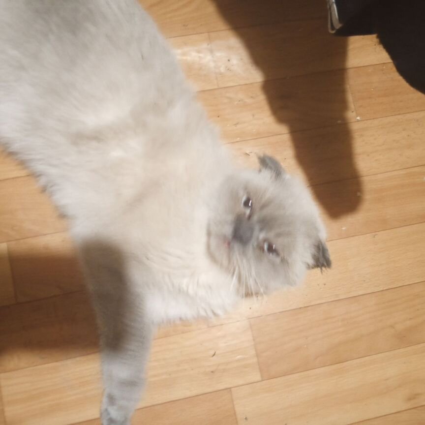 Отдам бесплатно, у ребенка началась аллергия