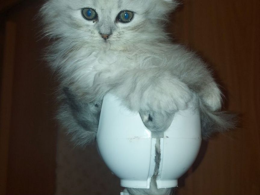 Британские вислоухие котята