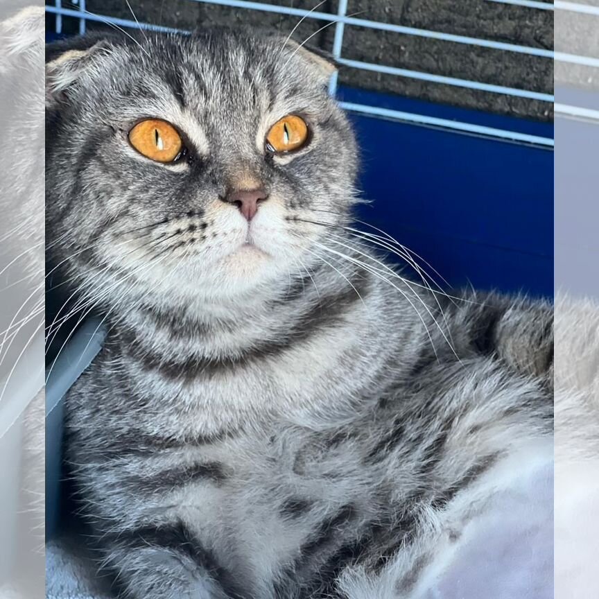 Шотландскую кошку выкинули
