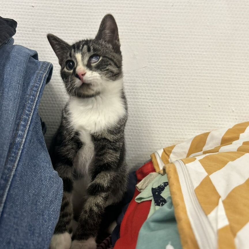 Пират (котенок)