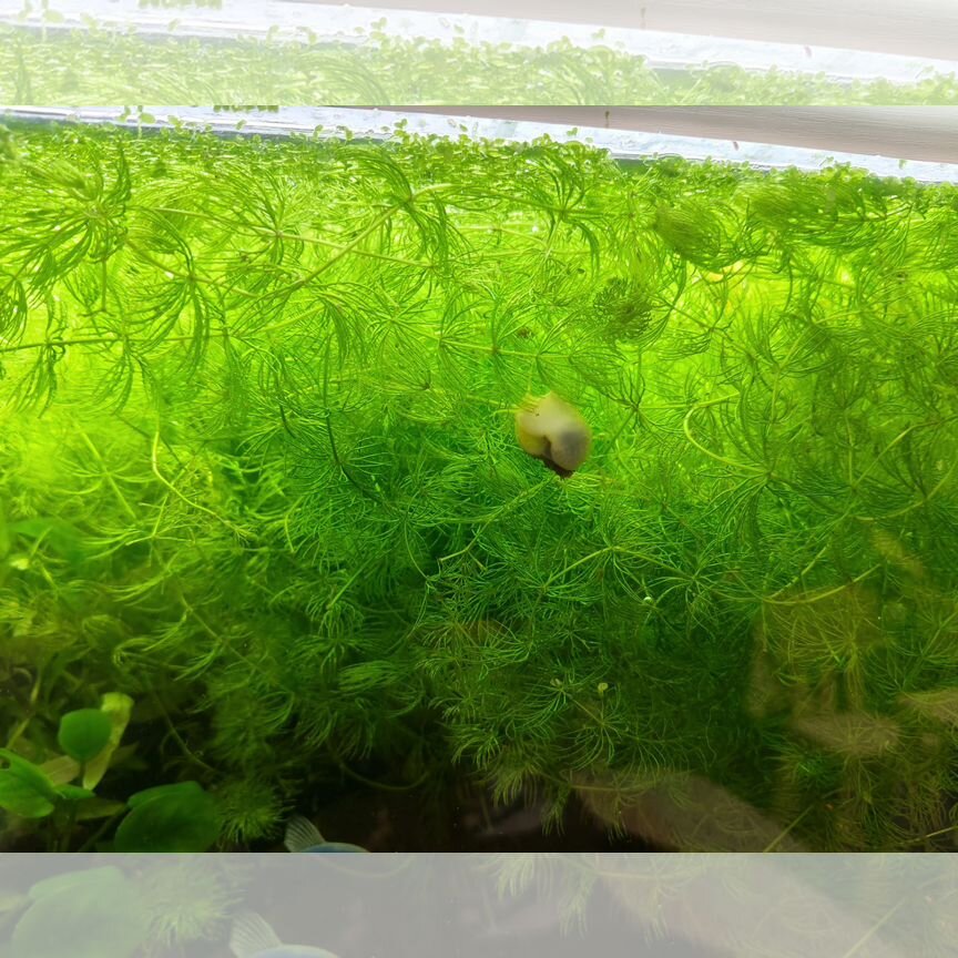 Прополка роголистника