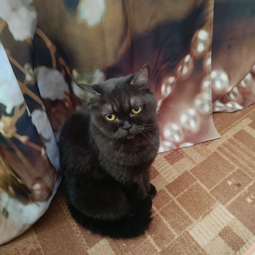 Кошки в добрые руки