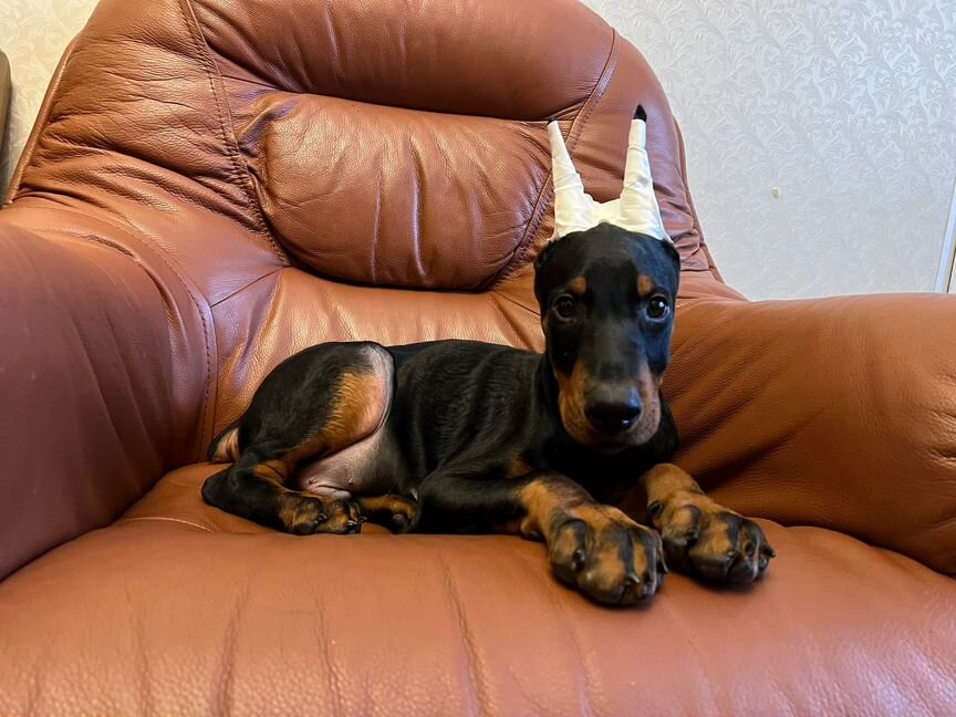 Щенки добермана