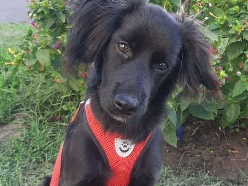 Девочка Эльза, 4,5 мес., в добрые руки