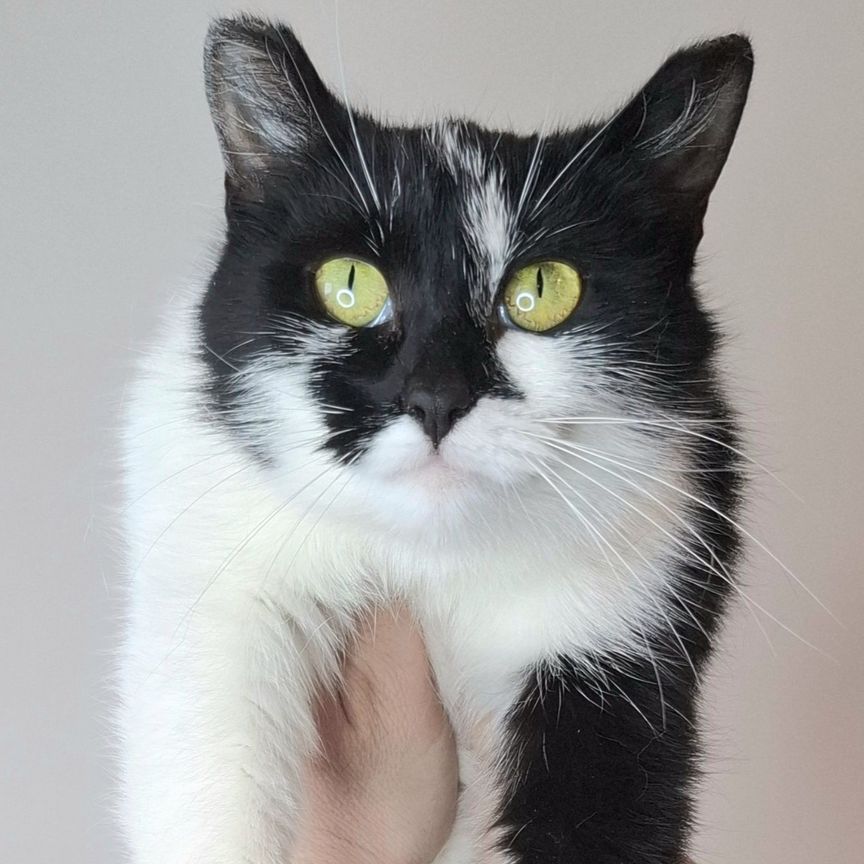 Взрослая, кошка в добрые руки