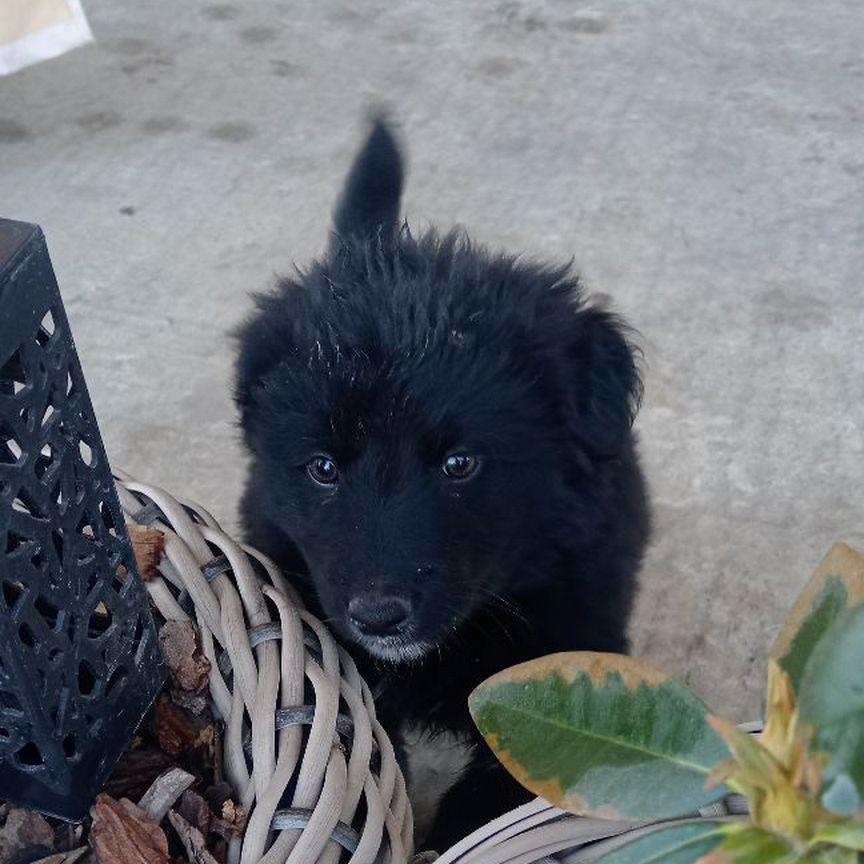 Щенок в добрые руки