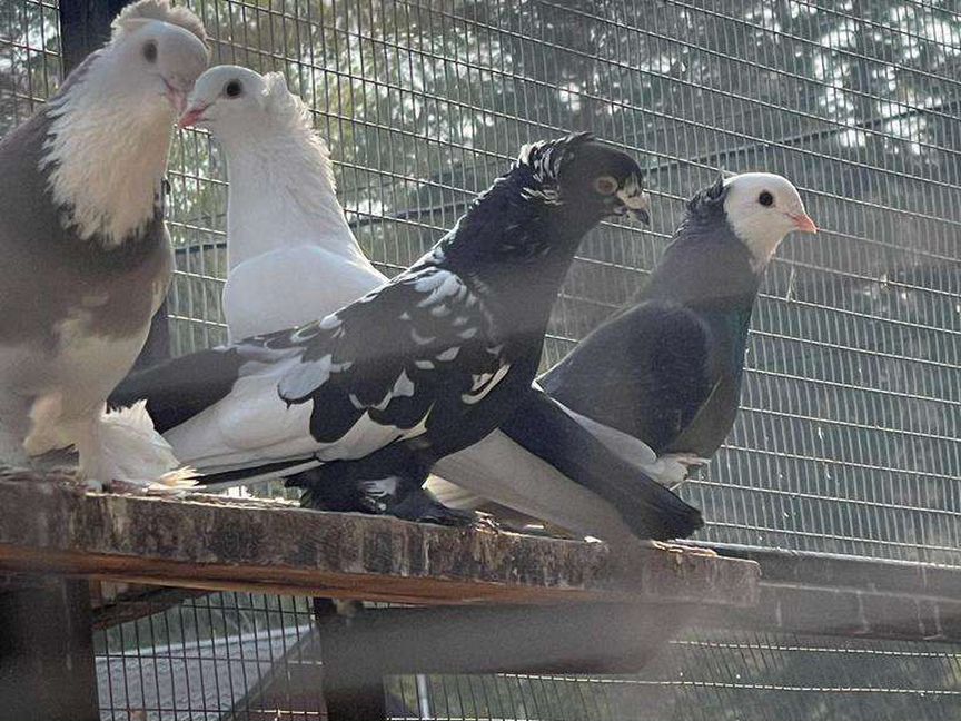Голуби