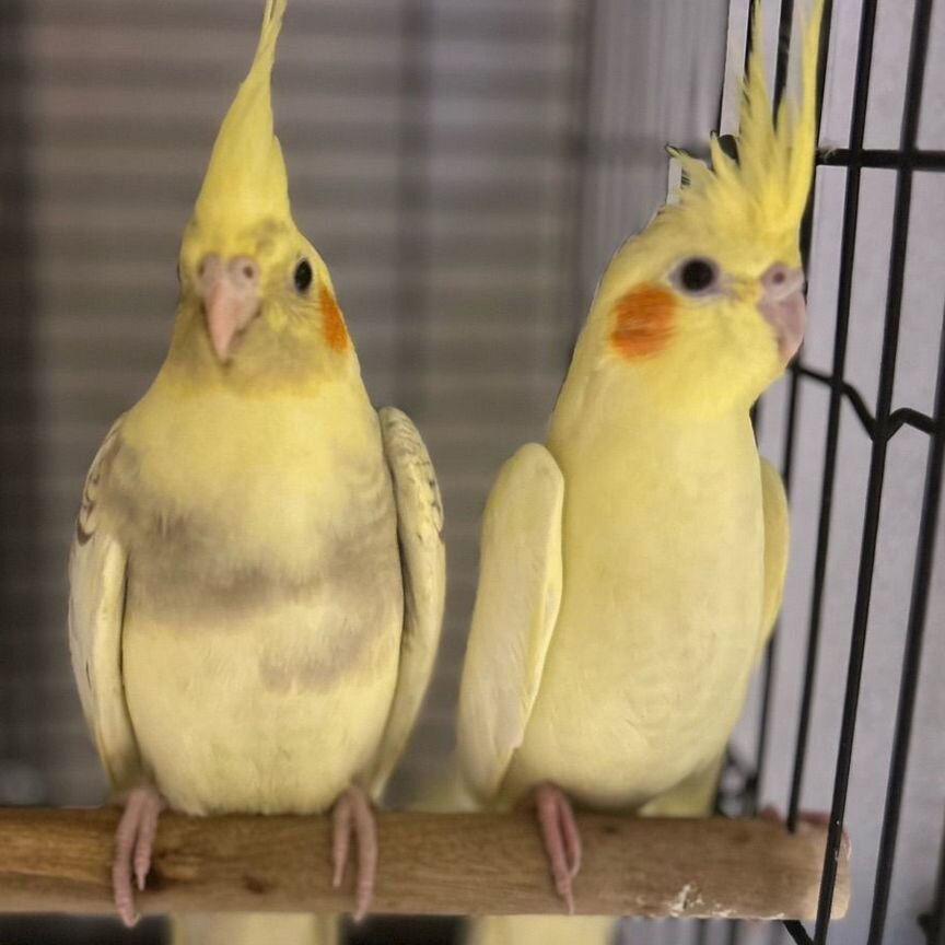 Птенцы корелл