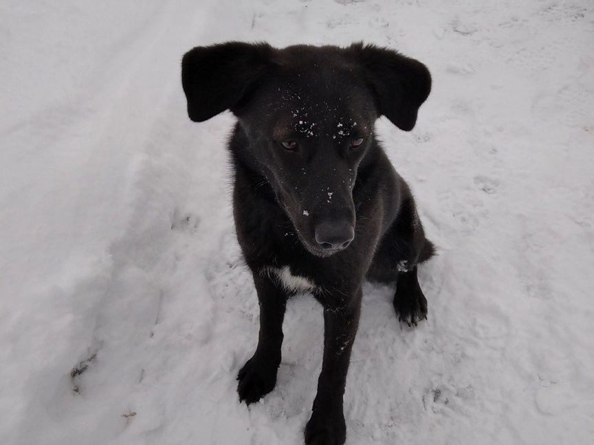 Собака
