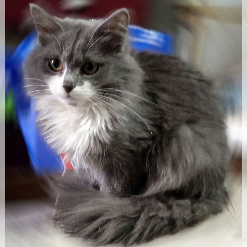 Милашка Эшли 4 мес.ищет дом