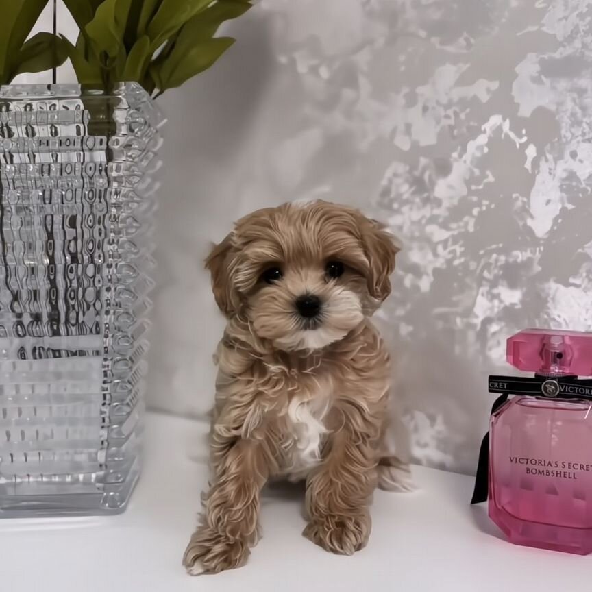 Мальтипу, щенок