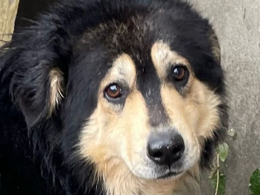 Мишка теперь живёт один