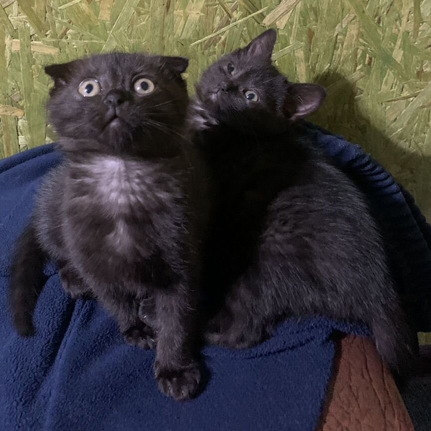 Миа ищет дом