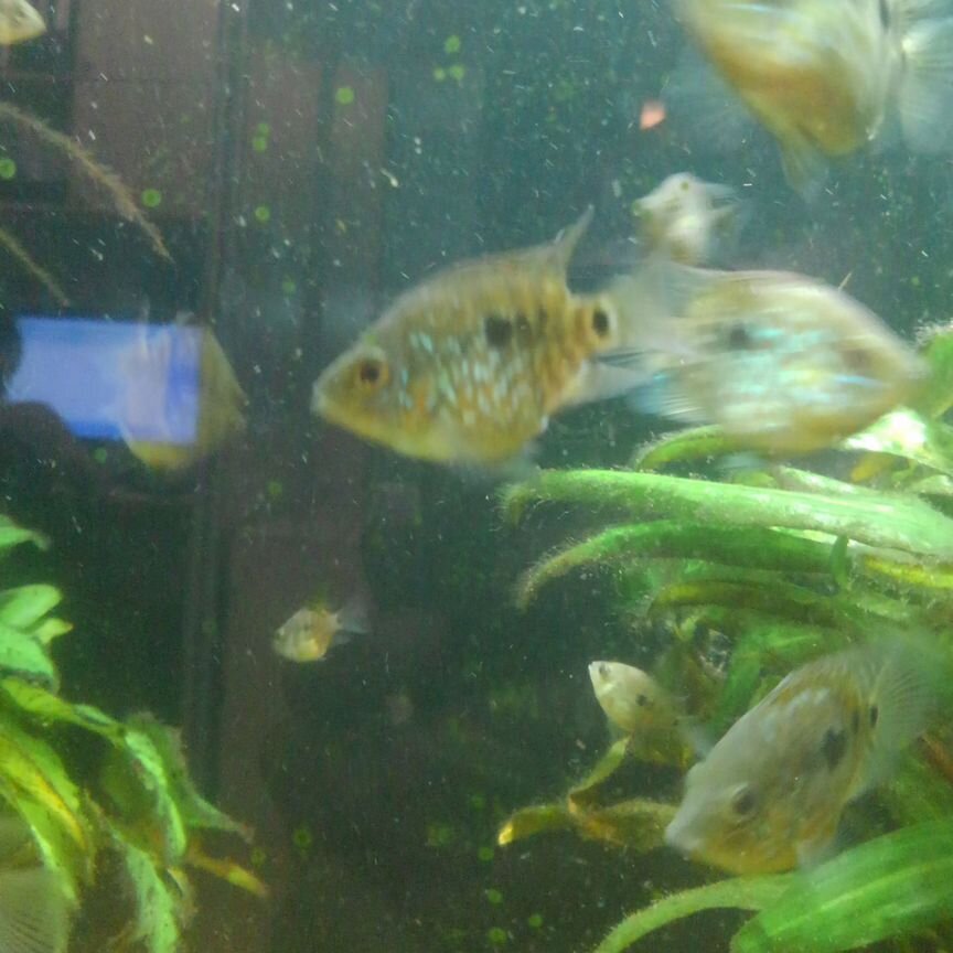 Мальки брилииантовой цихлозомы