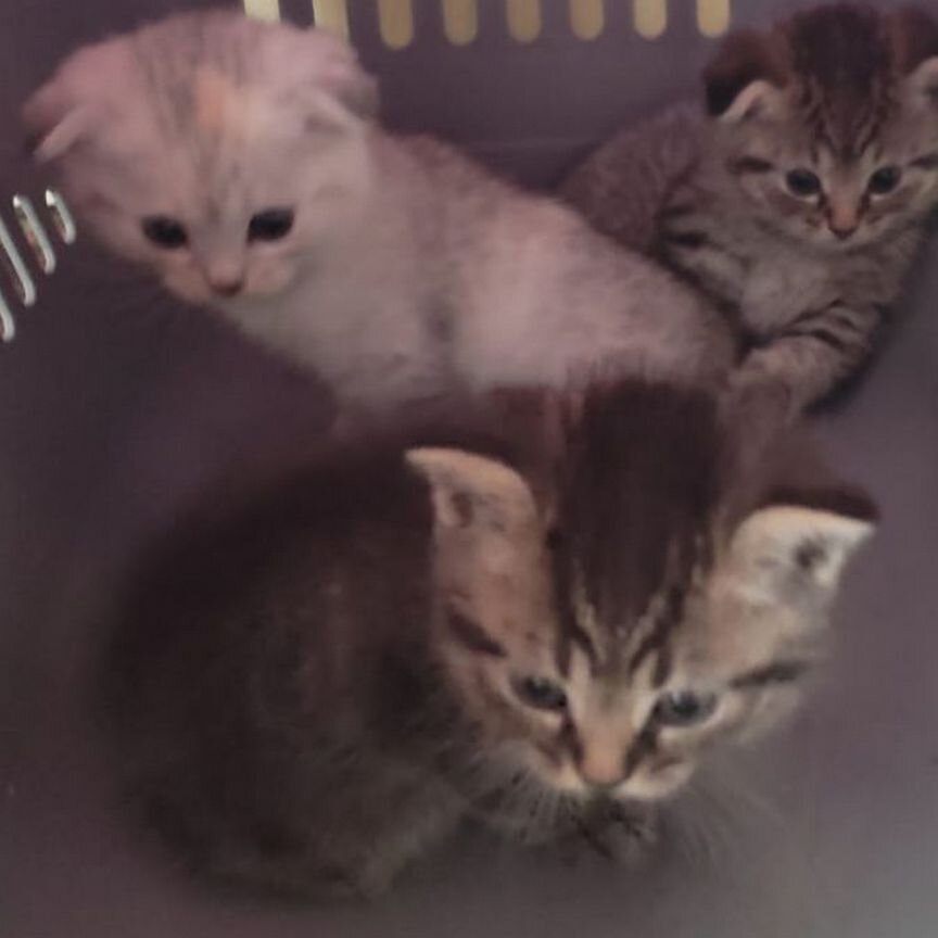 Вислоухие котята