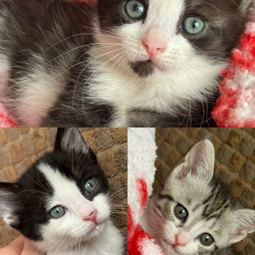 Котята в добрые руки бесплатно