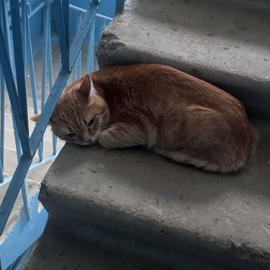 Найден рыжий кот