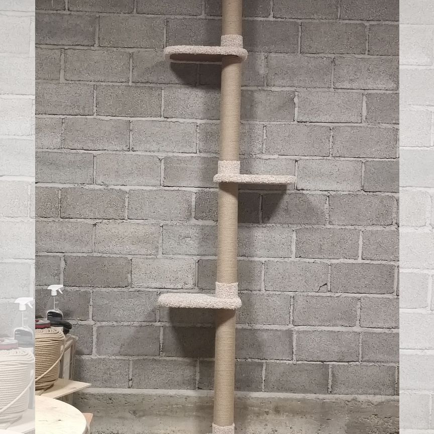 Когтеточка в потолок