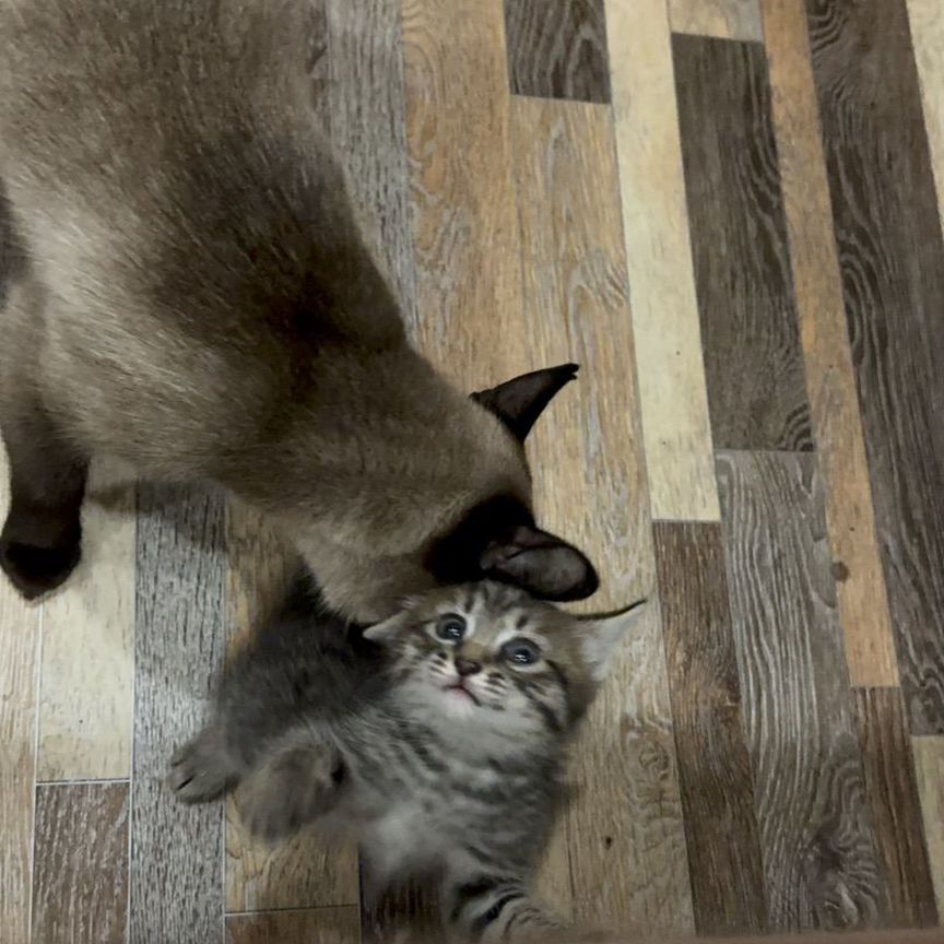 Котёнок в добрые руки