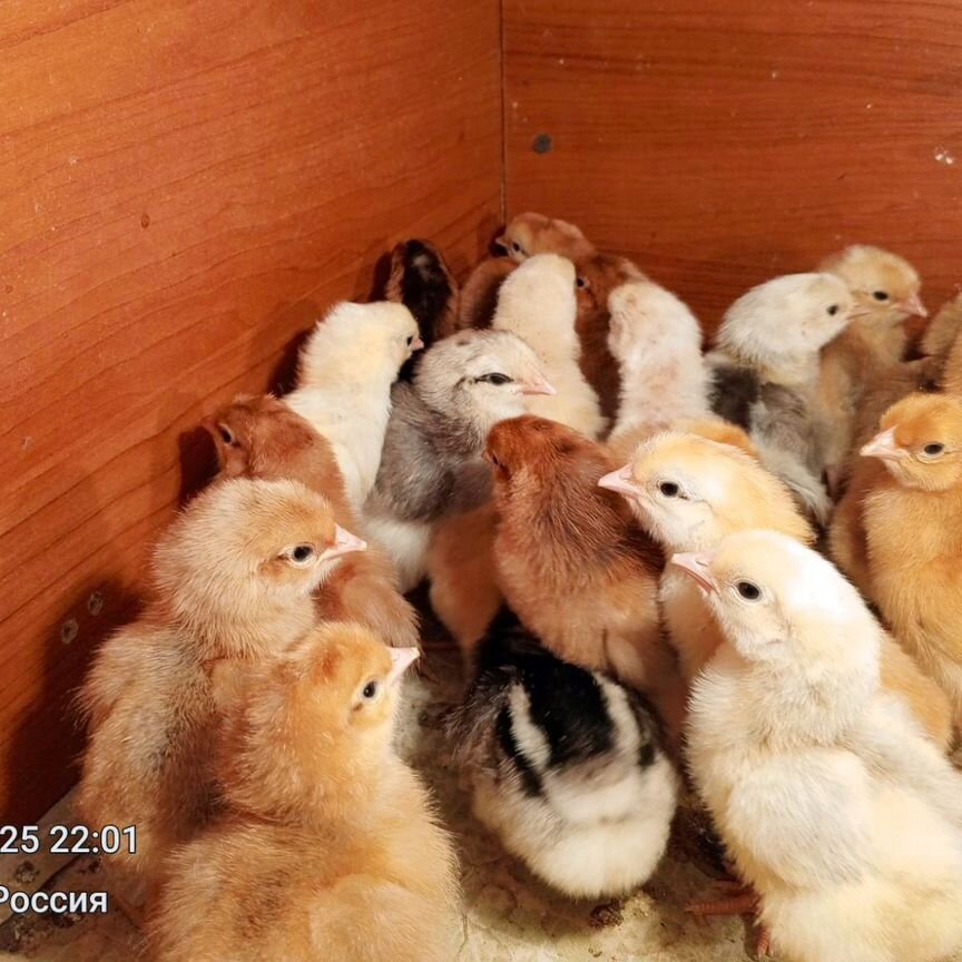 Цыплята суточные