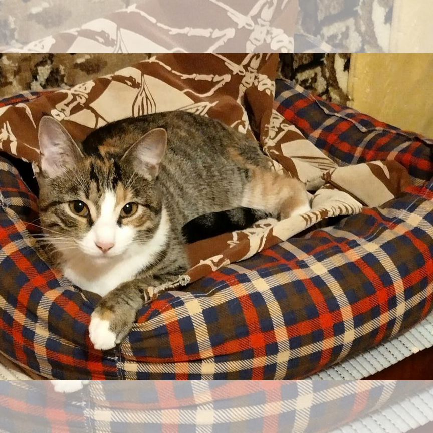 Стерелизованная кошечка Машенька 7 мес