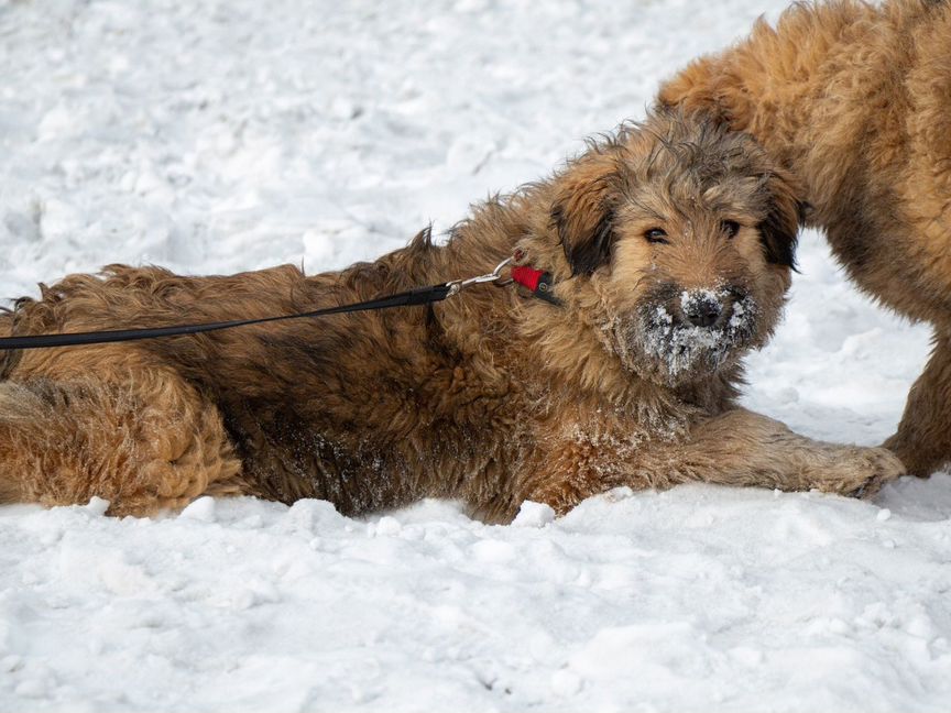 Чудесная сара ждёт свою семью