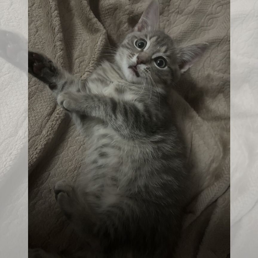 Отдам в хорошие руки котенка