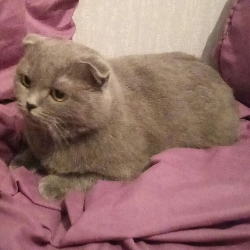 Шотландская кошка вязка
