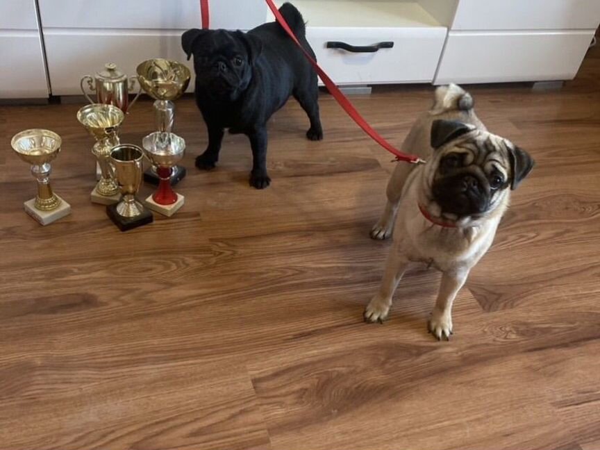 Мопс для души и семьи