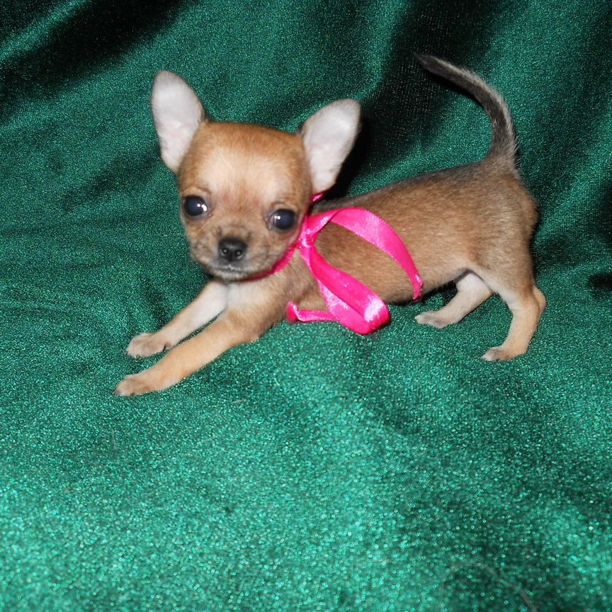 Щенки чихуахуа с РКФ