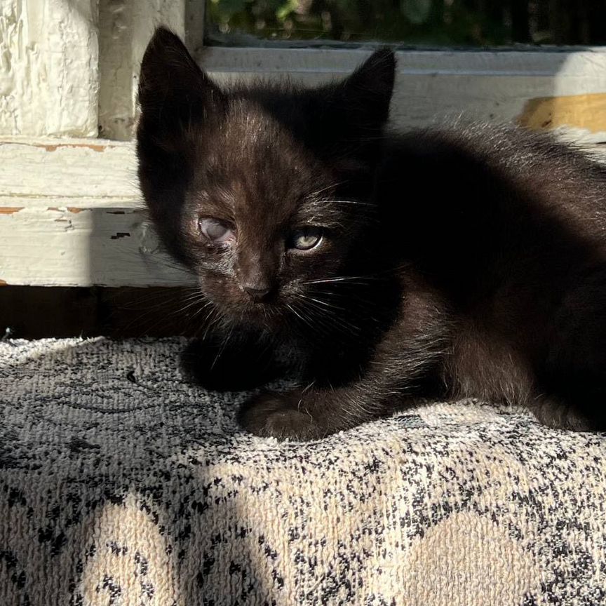 Котенок