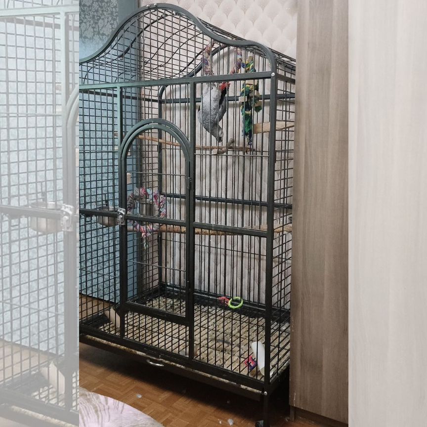 Попугай с клеткой