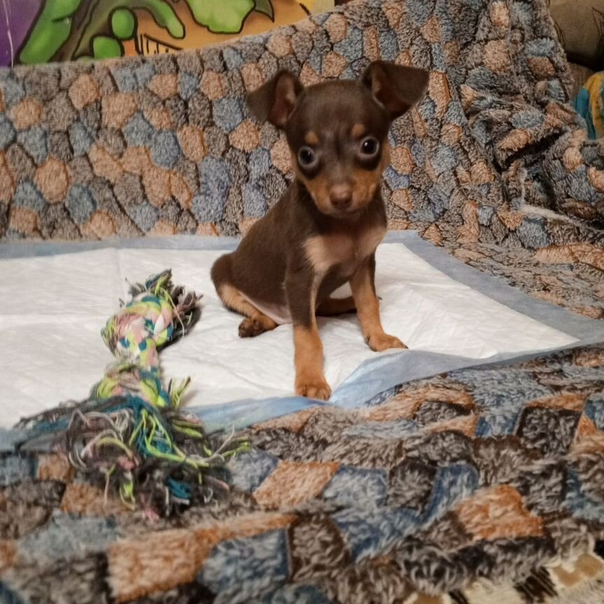 Щенки русский той-терьер