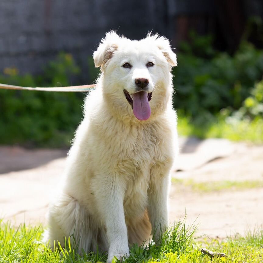 Собака в добрые руки отдам бесплатно