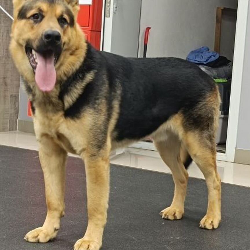 Восточноевропейская овчарка, взрослый пёс