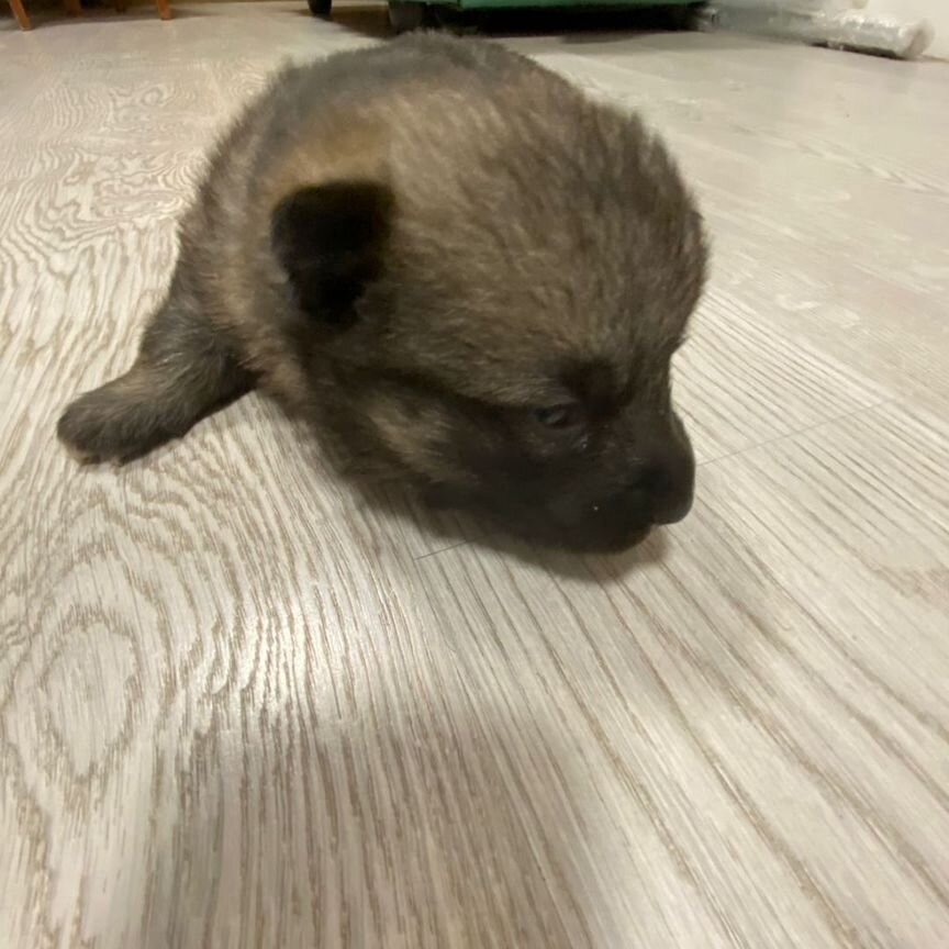 Щенки в добрые руки