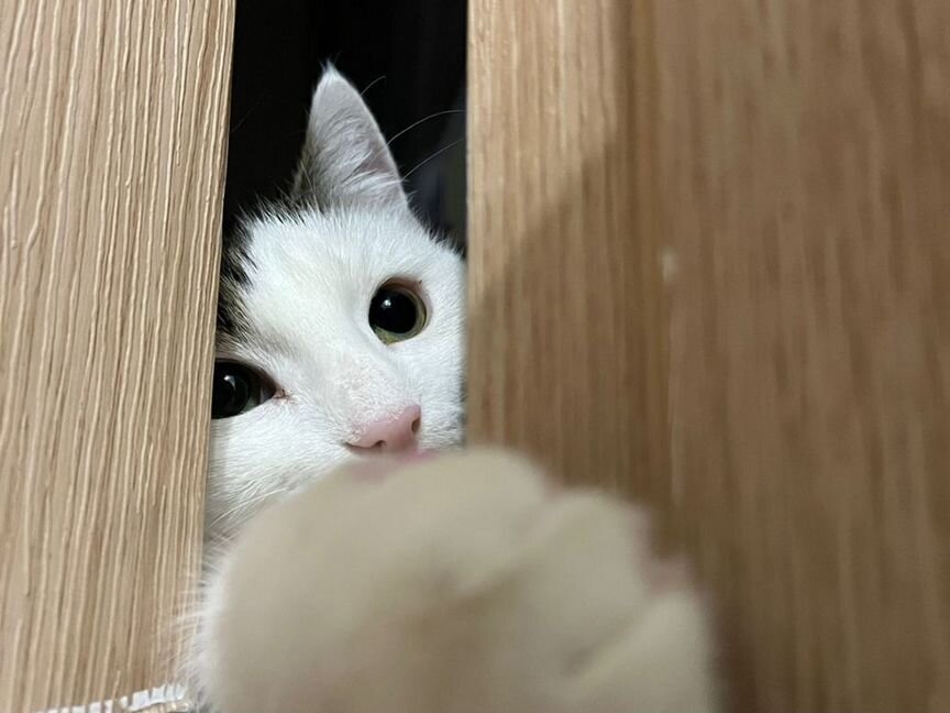 Не замечают замечательную ласковую кошку