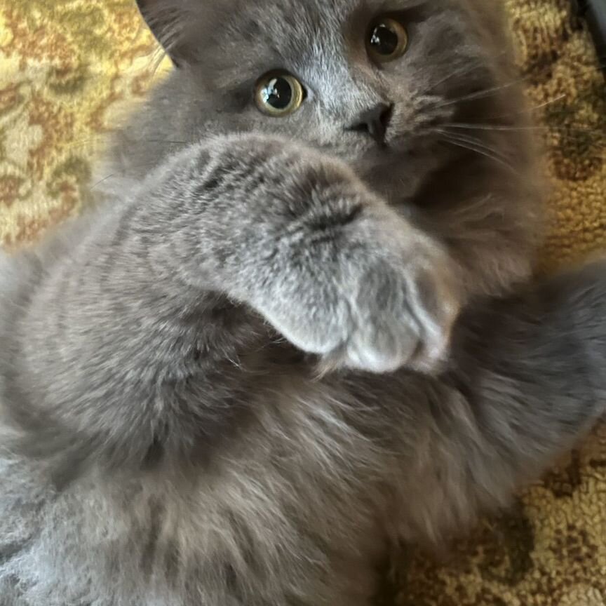 Котенок