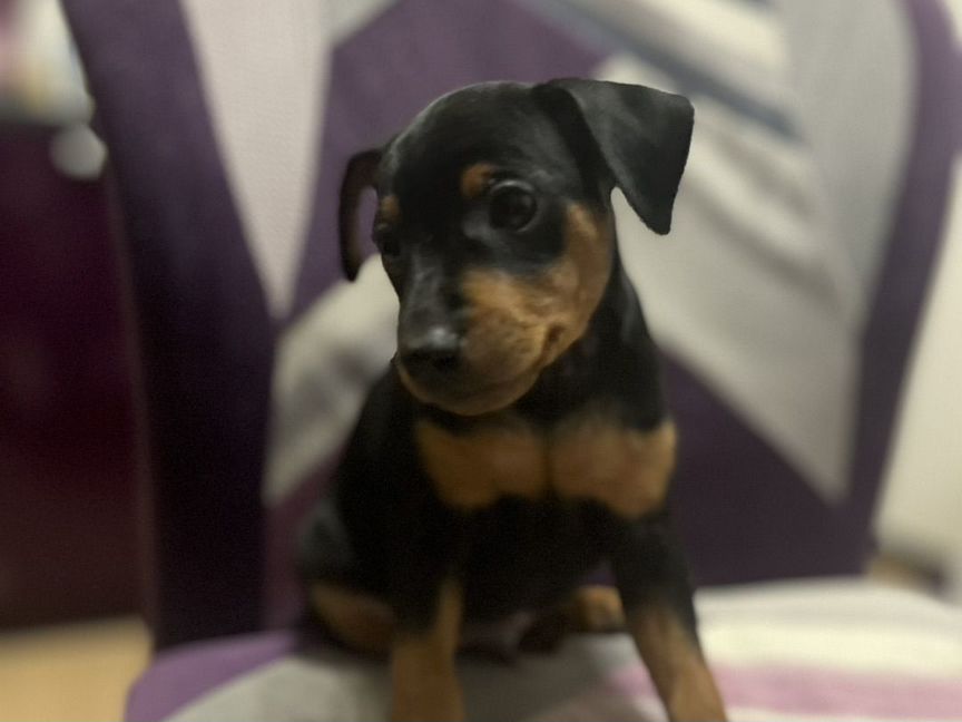 Щенки цвергпинчера