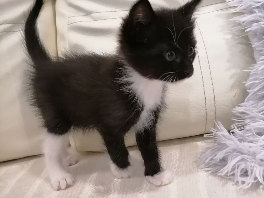 Котята