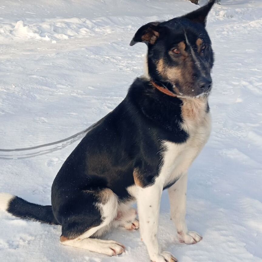 Взрослый пёс в добрые руки