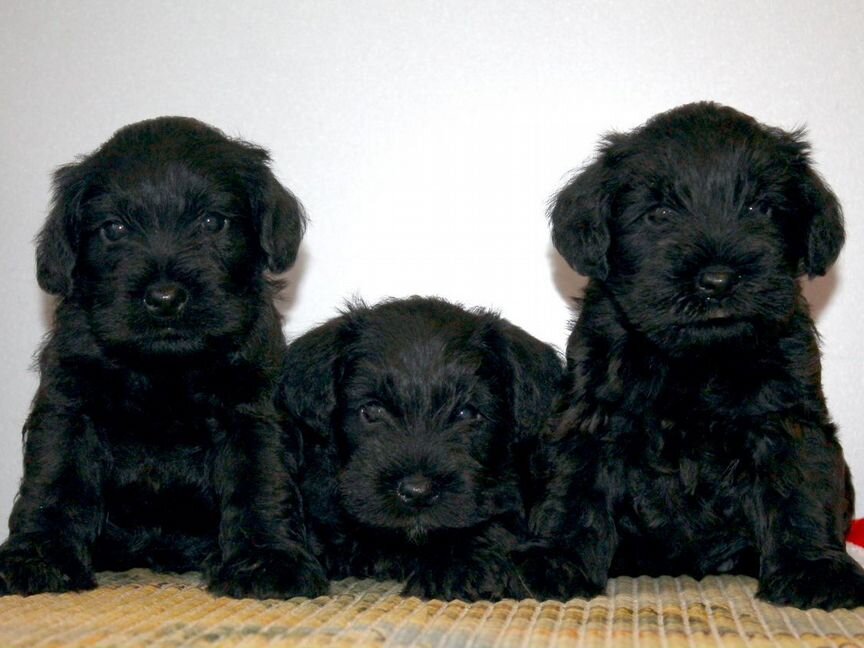 Цвергшнауцер щенки чёрного окраса