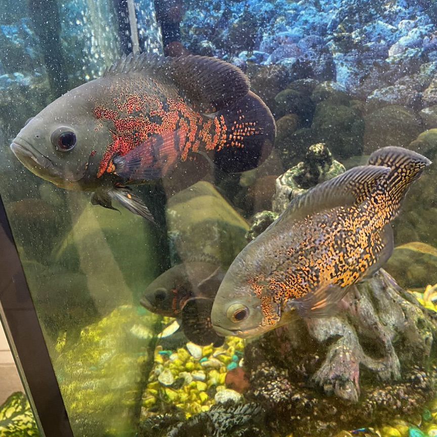 Астронотус