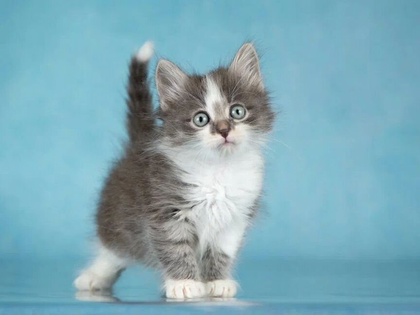 Котятки мальчики 2 месяца