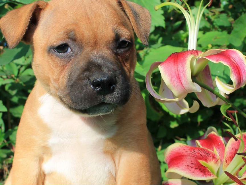 Стаффордширский бультерьер