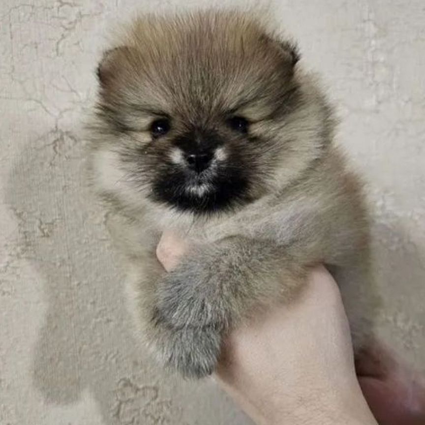 Померанский шпиц, щенок